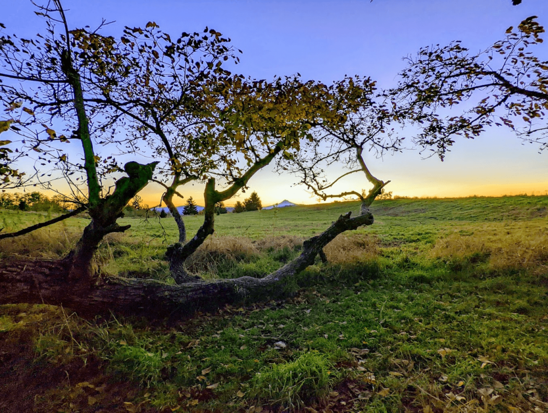 Guide to The Best Portland, Oregon Parks in 2025