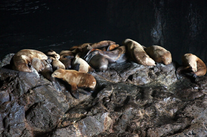 Exploring the Majestic Sea Lion Caves of Oregon