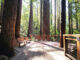 Oregon's Magnificent Museum of Trees: Hoyt Arboretum