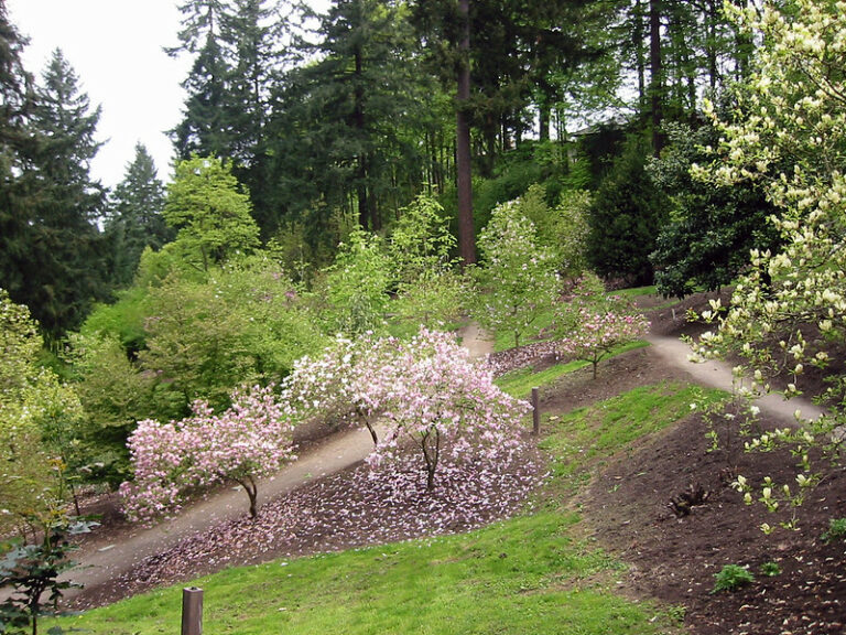 Oregon's Magnificent Museum of Trees: Hoyt Arboretum