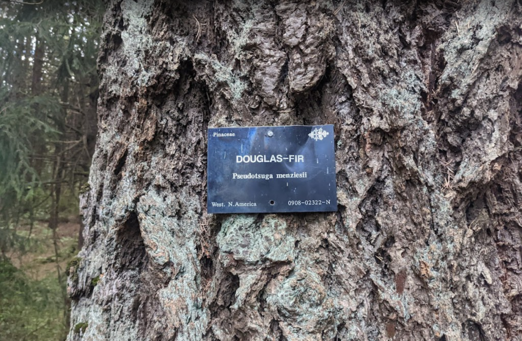 Oregon's Magnificent Museum of Trees: Hoyt Arboretum