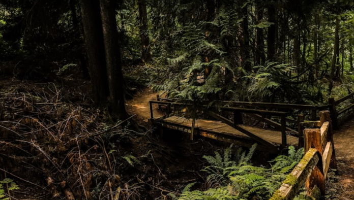 Oregon's Magnificent Museum of Trees: Hoyt Arboretum