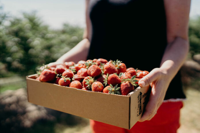 Pick Some Of The Most Fresh Strawberries Ever At Hoffman Farms
