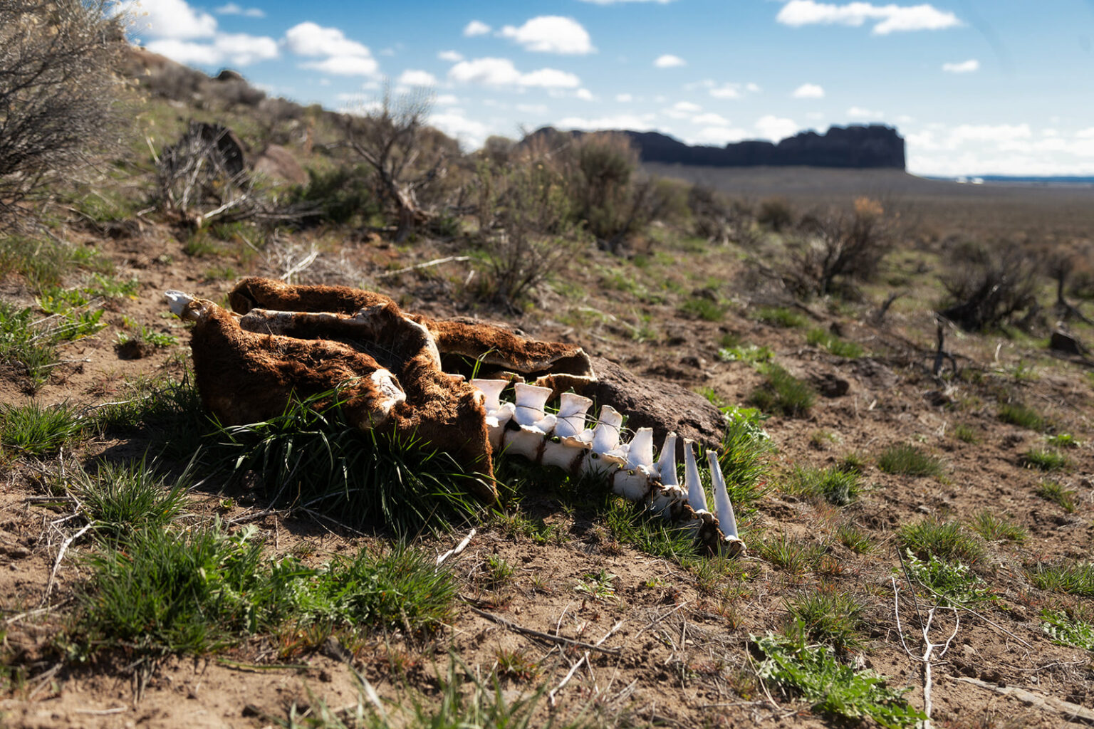 Evil Hour 1845: The Lost Wagon Train of Meek's Cutoff