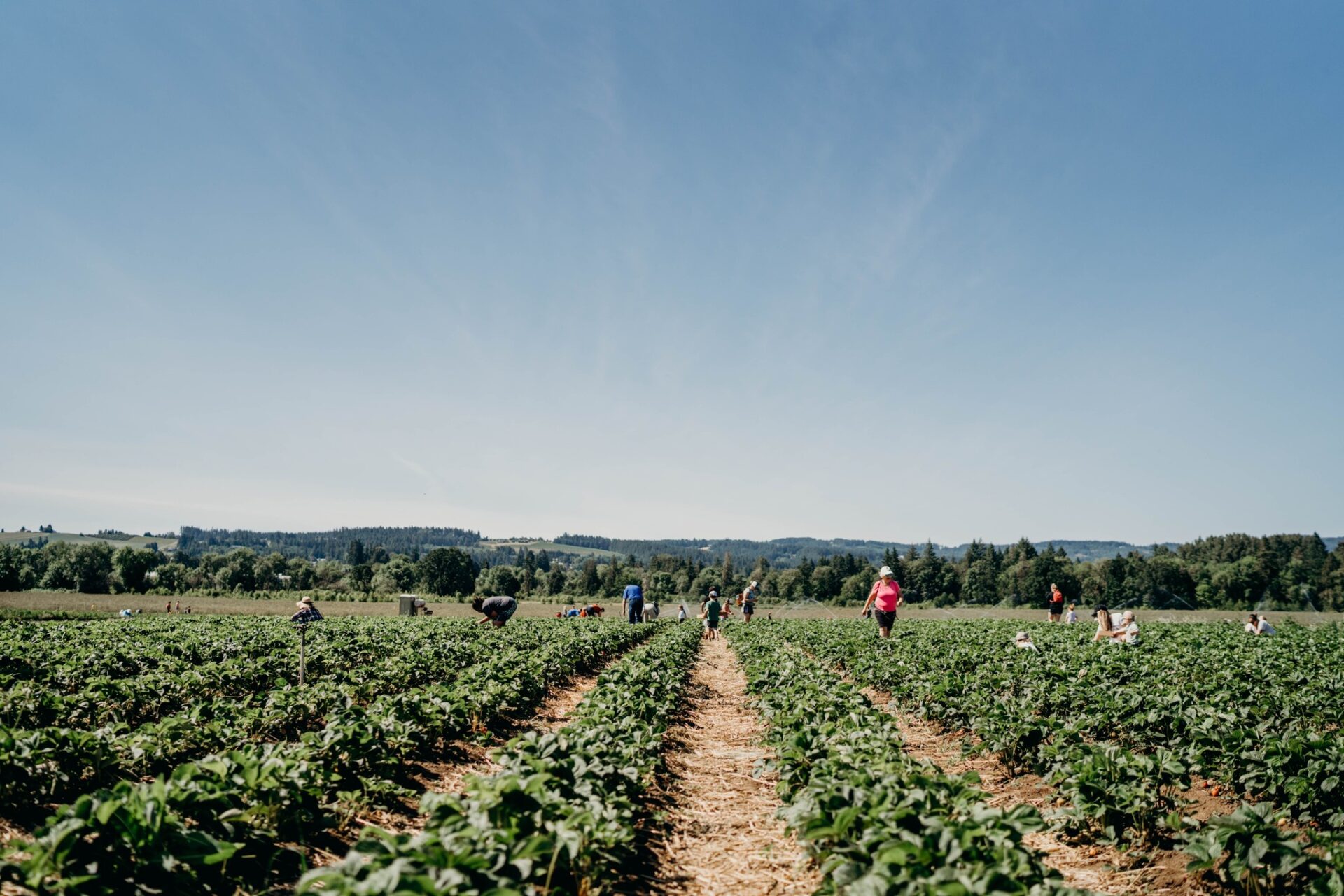 Pick Some Of The Most Fresh Strawberries Ever At Hoffman Farms