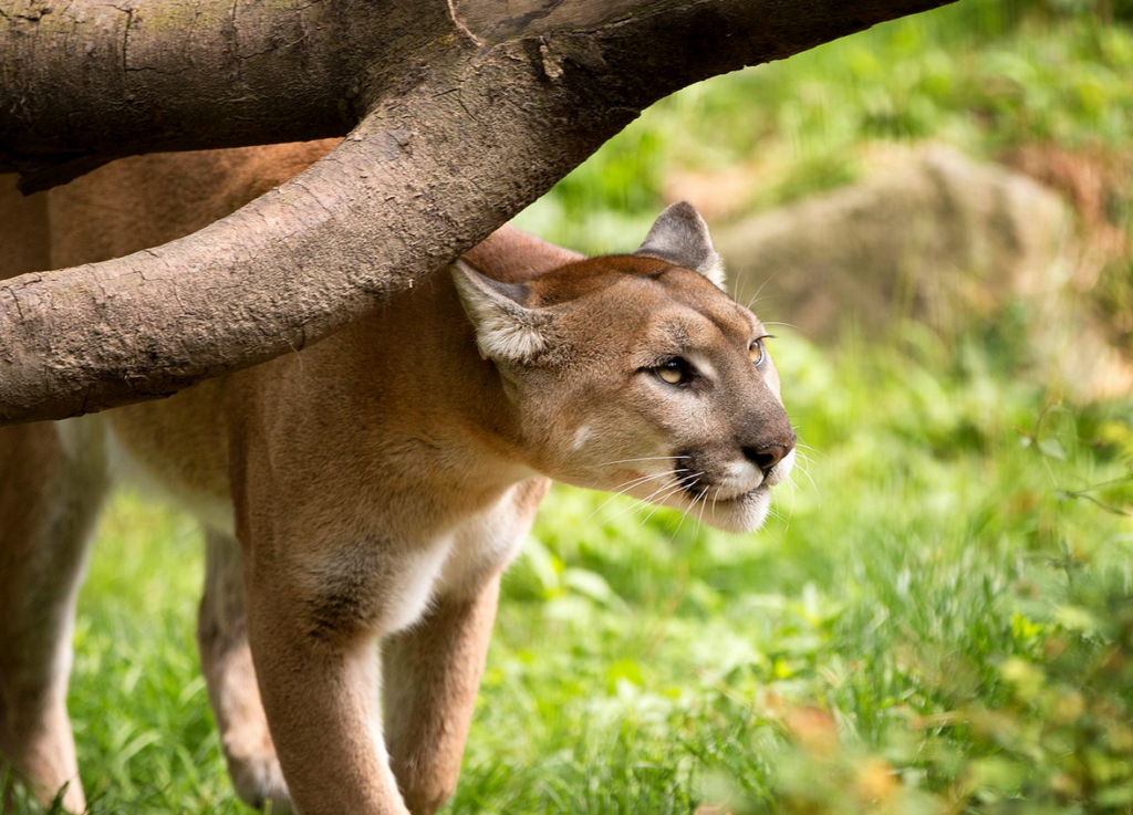 In The Realm of the Cougar: Respect for Oregon's Apex Predator