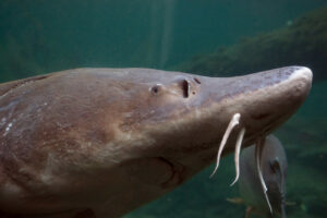 Oregon's Most Beloved Fish - 89 Year Old Herman The Sturgeon