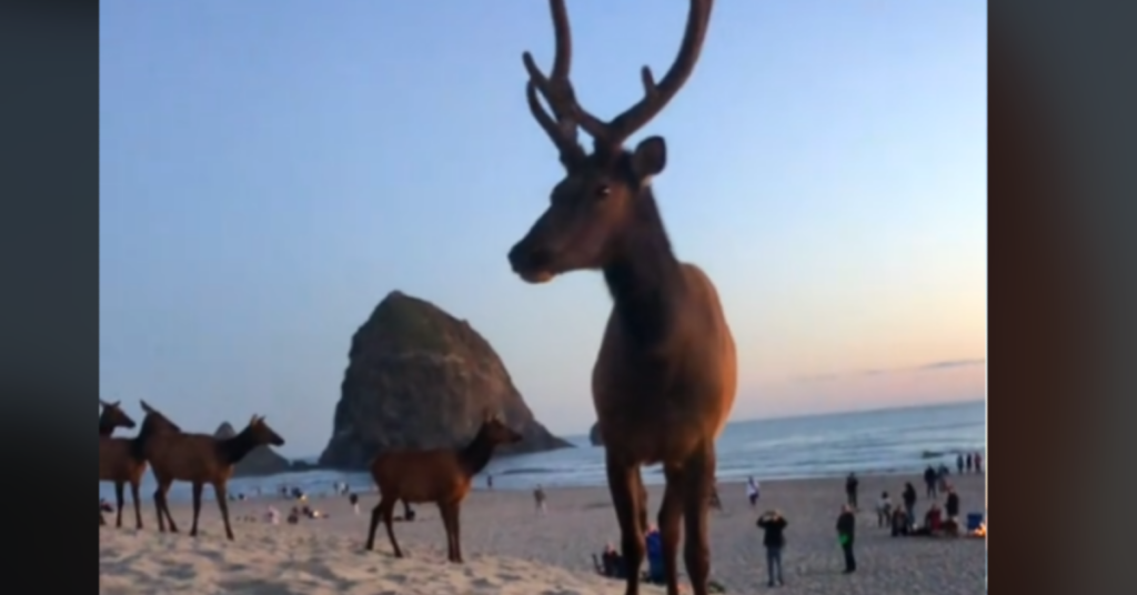 Viral TikTok Video Shows Astonishing Interaction Between Bull Elk and Dog