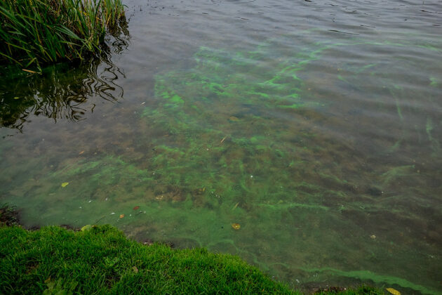 Dangerous Algal Blooms Continues to Wreak Havoc on the Willamette