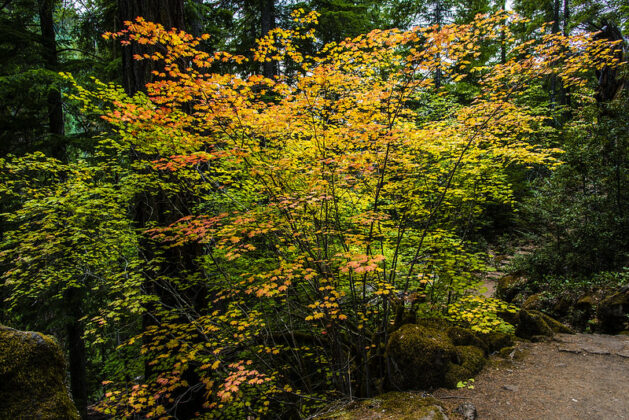 Explore Fall In Oregon: 12 Places To See Gorgeous Fall Colors