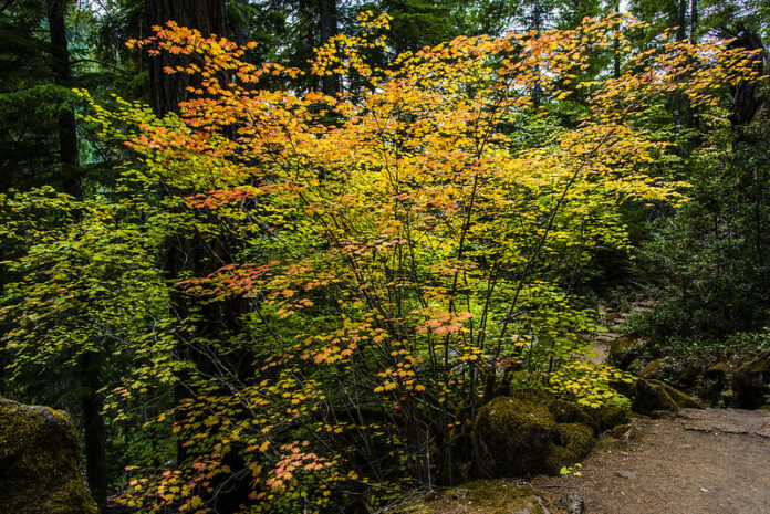 Explore Fall In Oregon: 12 Places To See Gorgeous Fall Colors