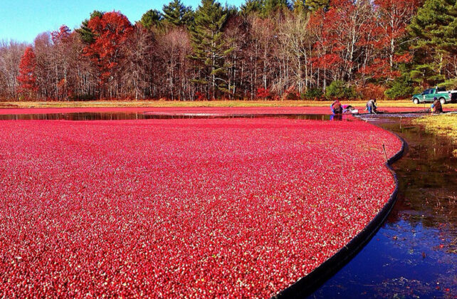 South Oregon Coast Revels in Bandon's 77th Annual Cranberry Festival