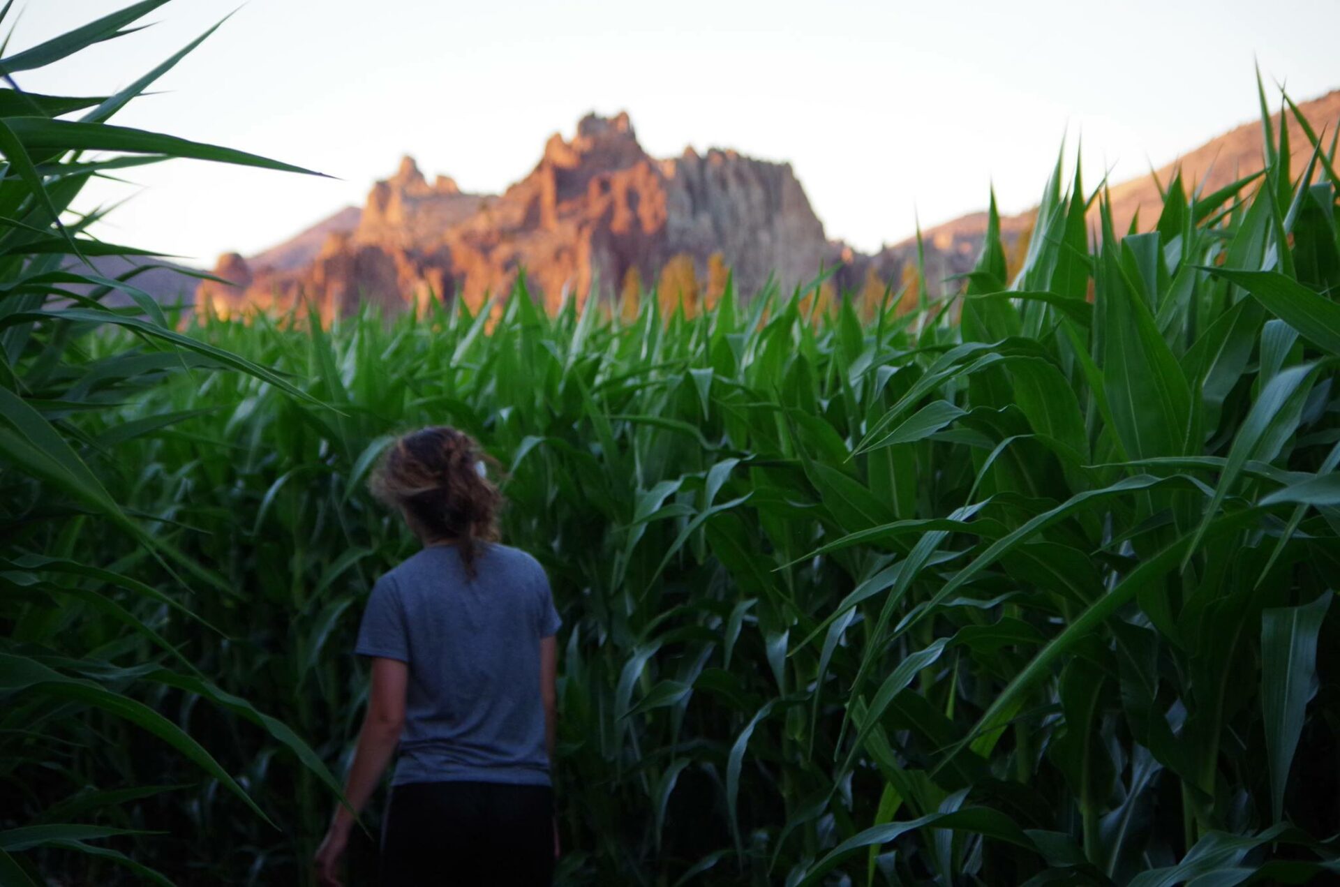 Get Lost In Oregon's Ultimate Corn Maze Journey At This Popular