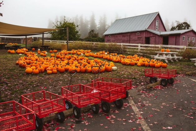 Savor the Unbeatable Apple Cider Slushies at Oregon Heritage Farm