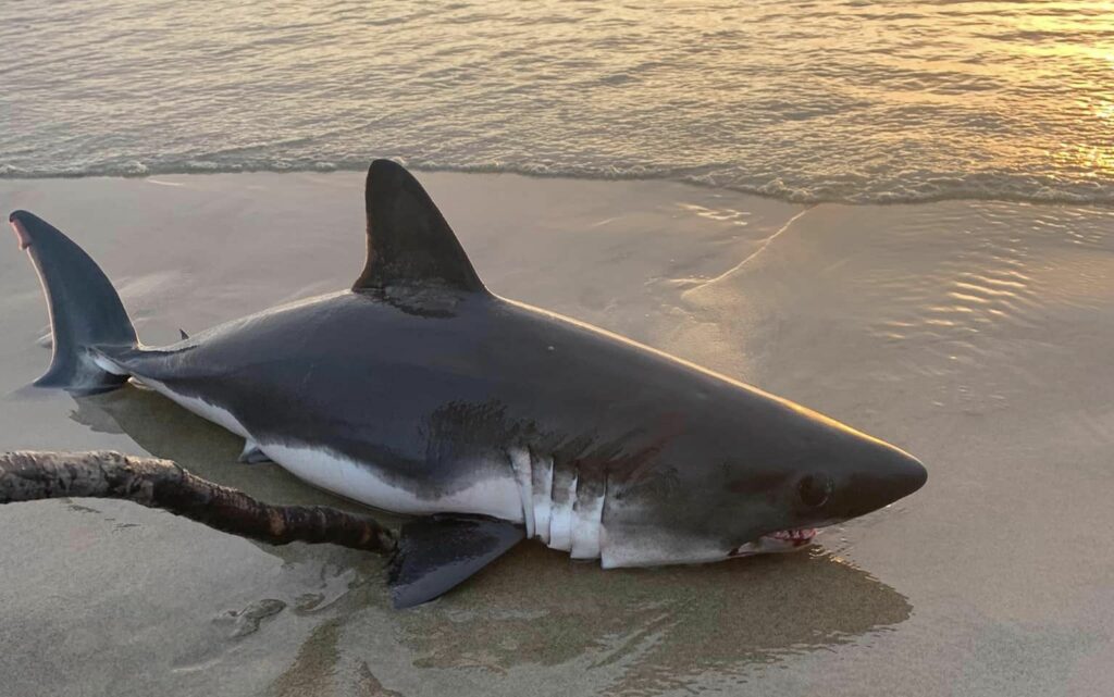 Heroic Rescue: Couple Saves Stranded Shark on Oregon's Rockaway Beach