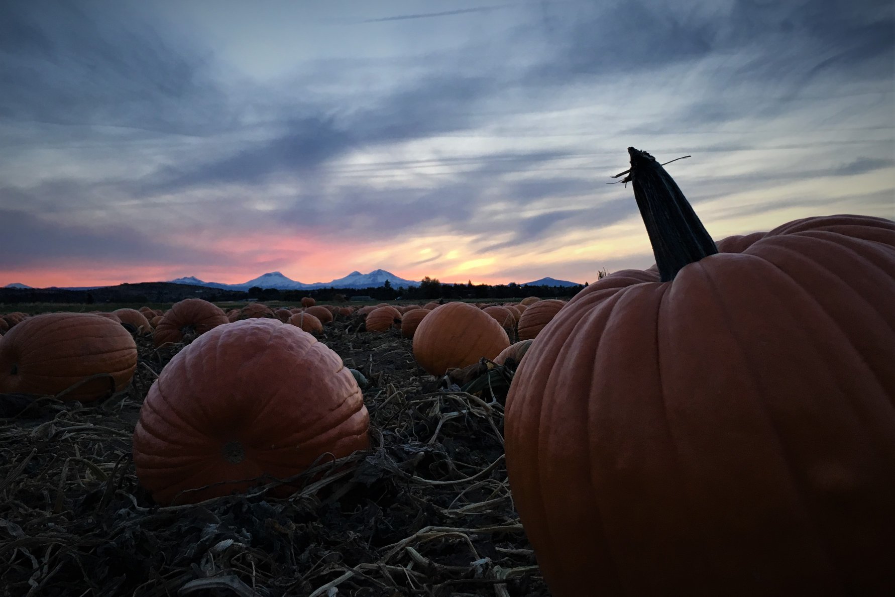 Get Lost In Oregon's Ultimate Corn Maze Journey At This Popular