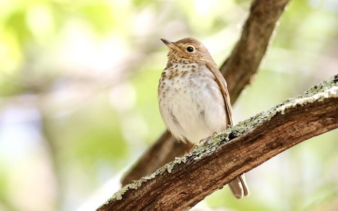 The Most Common Birds In Oregon (A Helpful Guide)