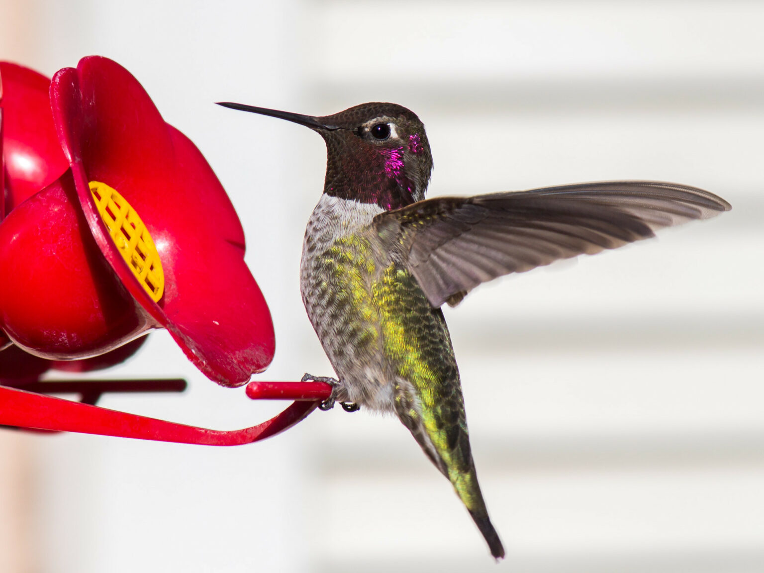 Hummingbirds Are Flocking to Oregon for Their Annual Spring Migration