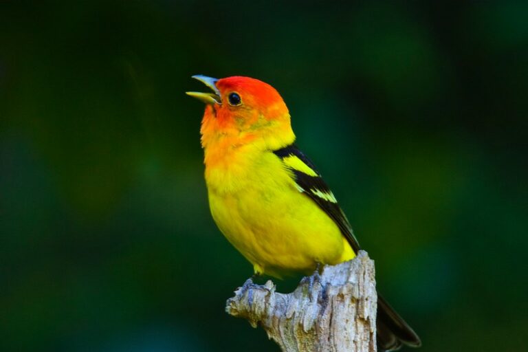 The Most Common Birds In Oregon (A Helpful Guide)