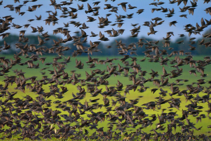 The Most Common Birds In Oregon (A Helpful Guide)