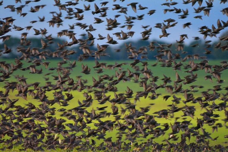 The Most Common Birds In Oregon (A Helpful Guide)