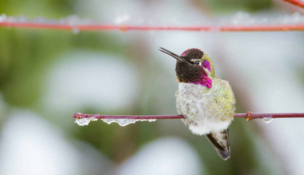 The Most Common Birds In Oregon (A Helpful Guide)