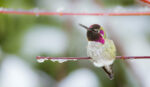The Most Common Birds In Oregon (A Helpful Guide)