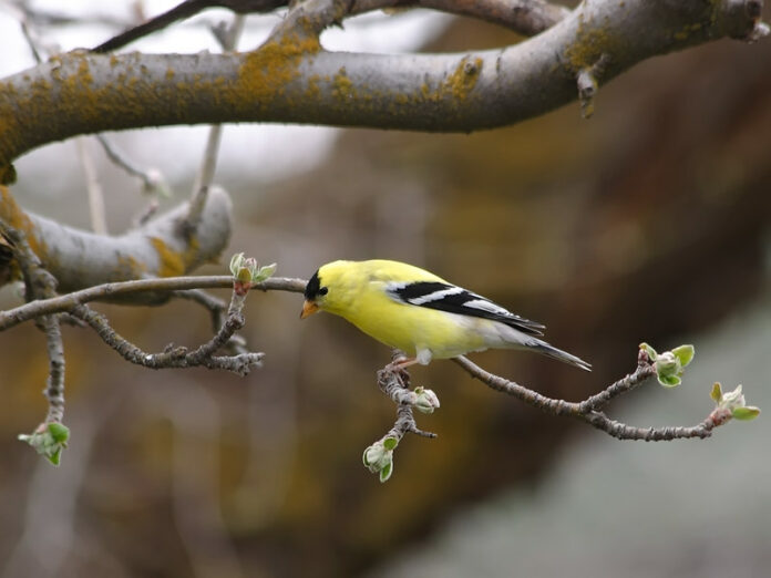 The Most Common Birds In Oregon (A Helpful Guide)