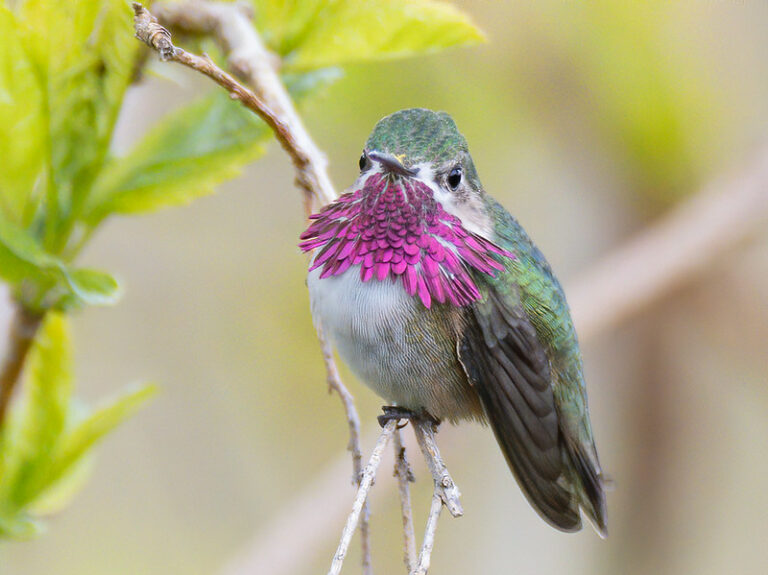 Uncover the Best Places in Oregon To See Hummingbirds: Top Spots ...