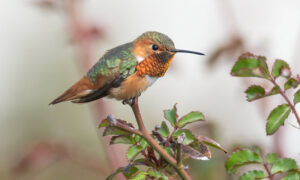 Uncover the Best Places in Oregon To See Hummingbirds: Top Spots ...