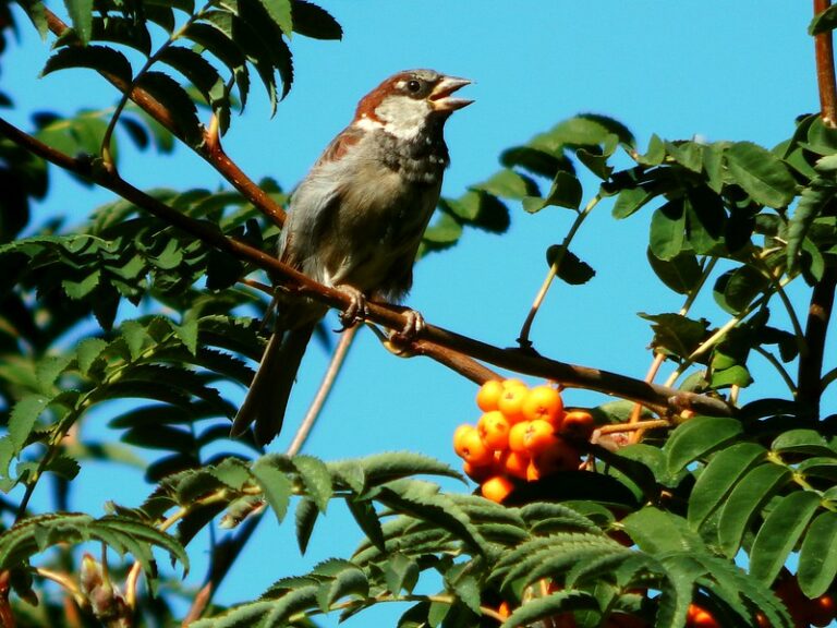 The Most Common Birds In Oregon (A Helpful Guide)