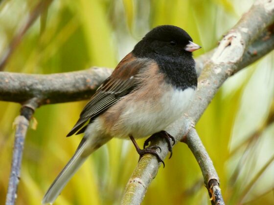 The Most Common Birds In Oregon (A Helpful Guide)