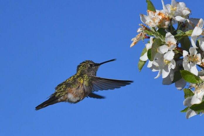 Hummingbirds Are Flocking to Oregon for Their Annual Spring Migration