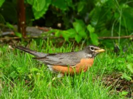 The Most Common Birds In Oregon (A Helpful Guide)