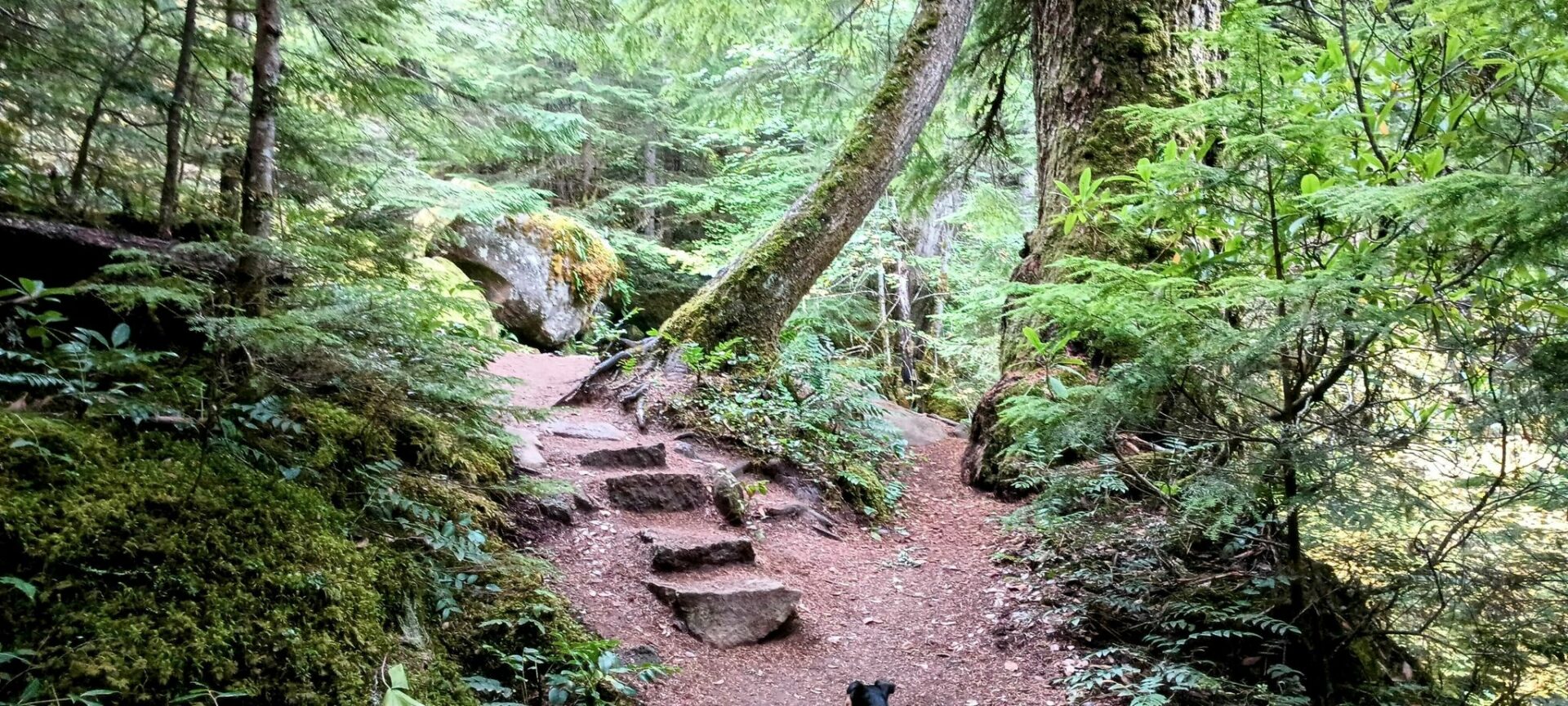 Oregon's 3rd Tallest Waterfall: The Watson Falls Hike Guide