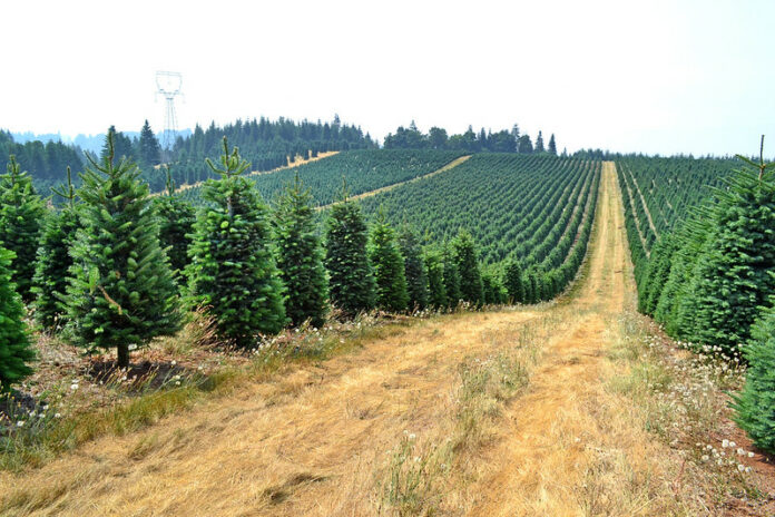 How to Cut Your Own Christmas Tree in Oregon in 2023