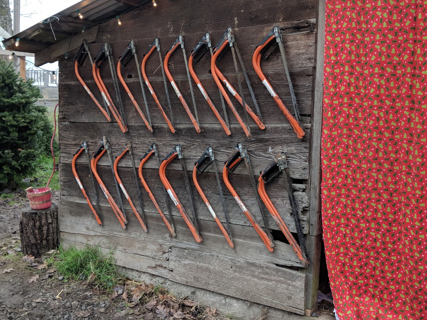 How to Cut Your Own Christmas Tree in Oregon in 2023