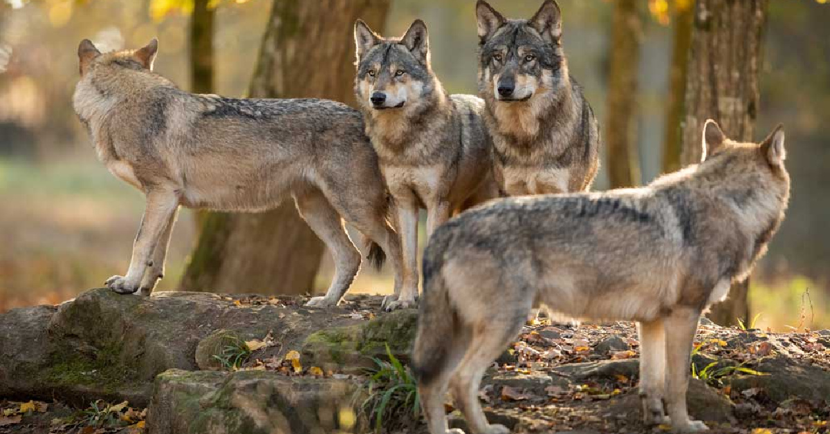 Oregon Gifts Colorado 10 Gray Wolves for Western Slope Release