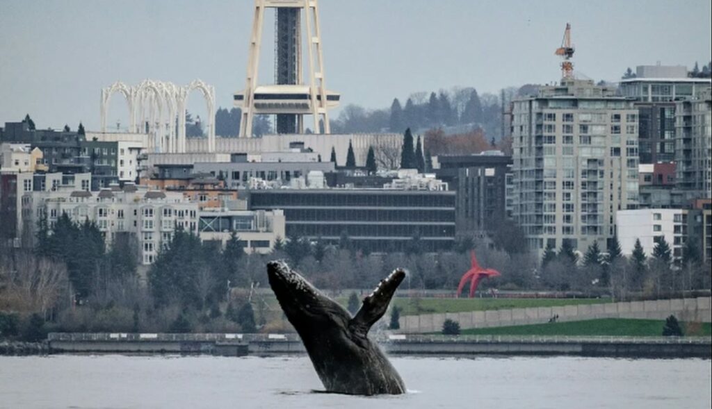 Photographer Captures Once In A Lifetime Images Of A Humpback Whale ...