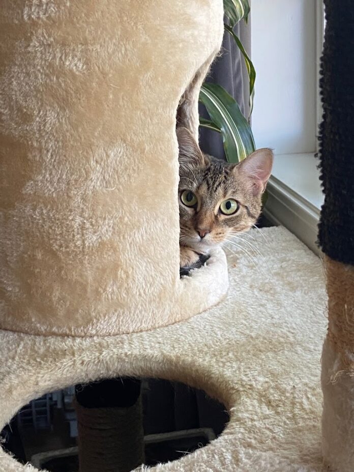 The Purrfect Oregon Cafe to Find Your New Cat Just Opened in the Valley