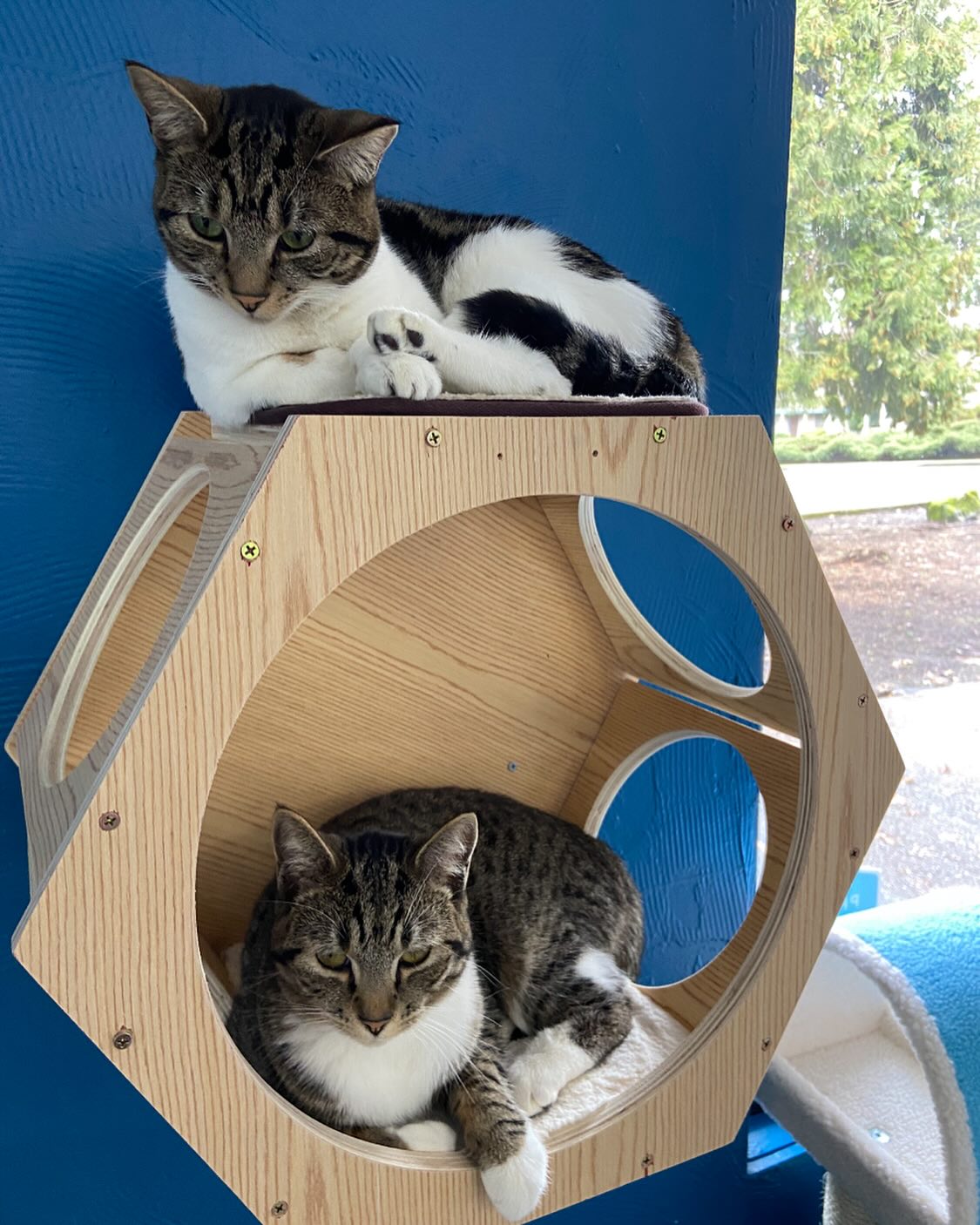 The Purrfect Oregon Cafe to Find Your New Cat Just Opened in the Valley