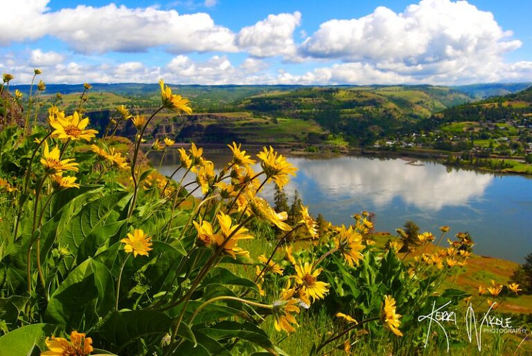 Stumble Upon Rowena Plateau in Oregon, Where a Flower-Filled Trail ...