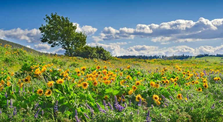 Stumble Upon Rowena Plateau in Oregon, Where a Flower-Filled Trail ...