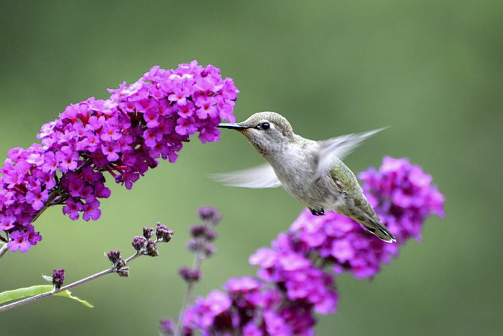 Uncover the Best Places in Oregon To See Hummingbirds: Top Spots ...