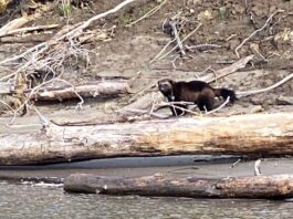Wolverine's Surprise Return Sparks Wonder in Oregon
