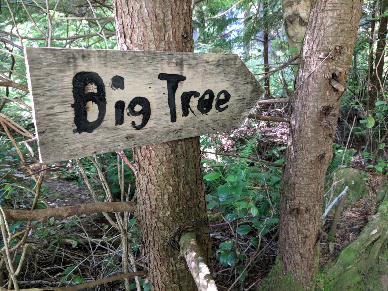 The Old Growth Cedar Trail in Oregon Leads to an Enormous Red Cedar ...