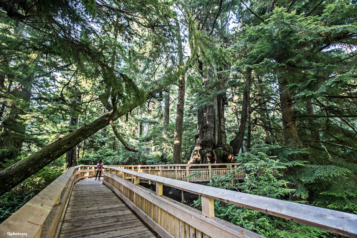 The Old Growth Cedar Trail in Oregon Leads to an Enormous Red Cedar ...