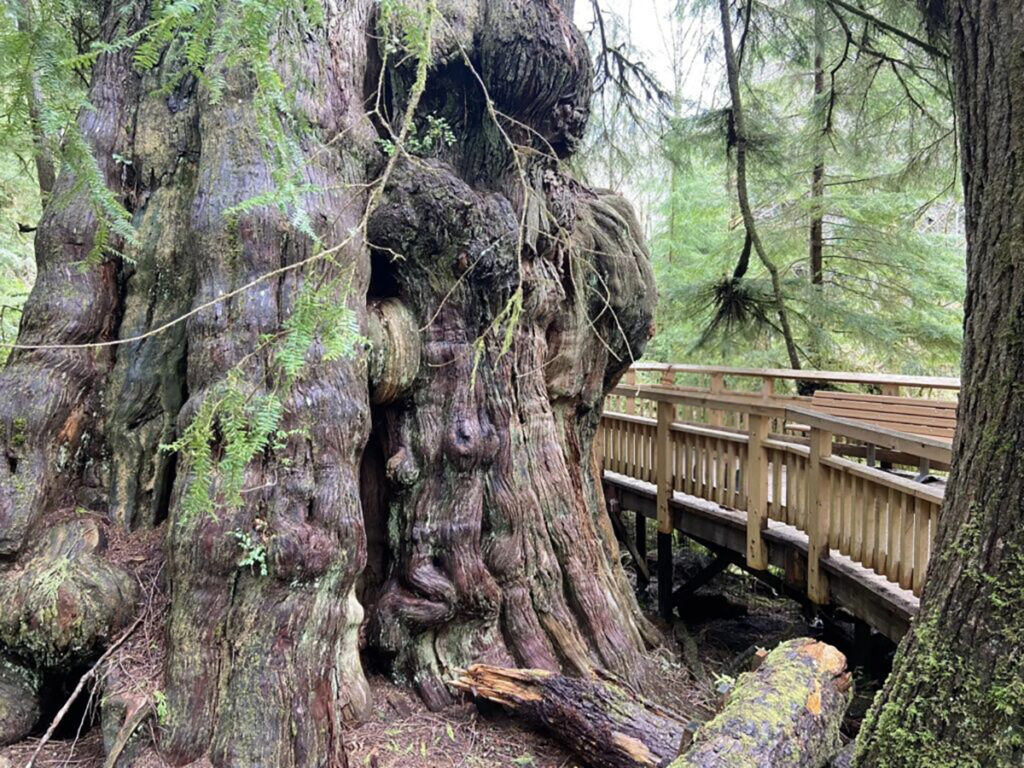 The Old Growth Cedar Trail in Oregon Leads to an Enormous Red Cedar ...