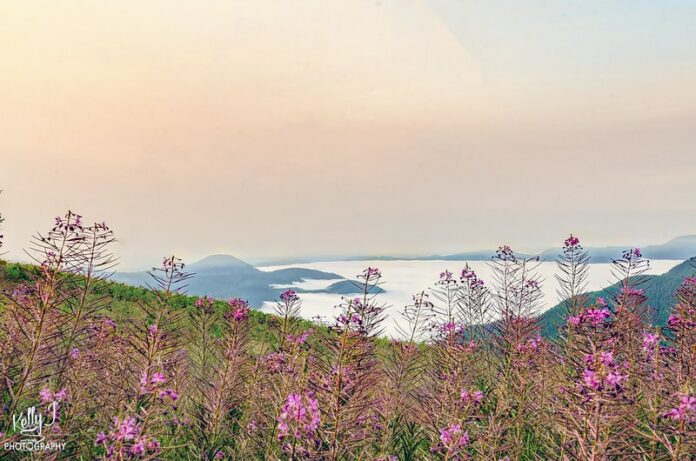 Ultimate Guide to Exploring Mary Peak: Trails, Tips, and Views