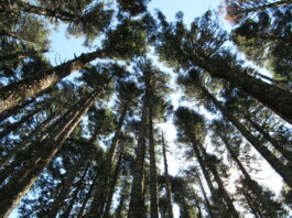 Ultimate Guide to Exploring Mary Peak: Trails, Tips, and Views